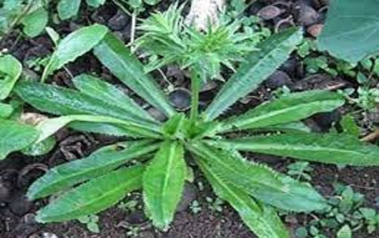 10 beneficios de esta increíble planta - BIEN DE SALUD