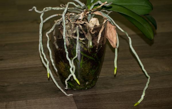 Como salvar una Orquidea seca desde casa - BIEN DE SALUD