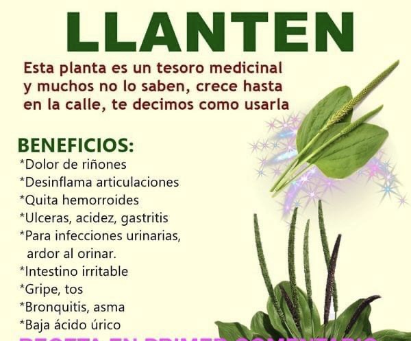 Beneficios del Llantén - BIEN DE SALUD