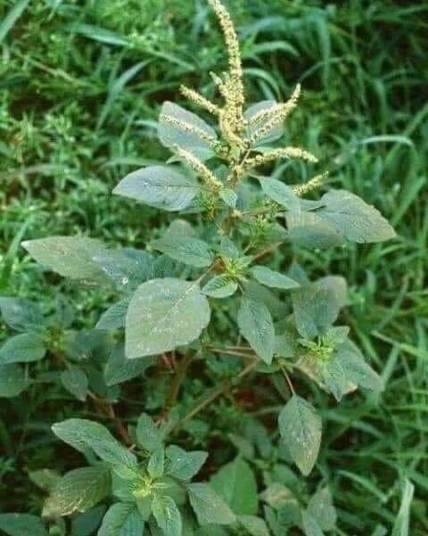 Esta planta invasiva tiene muchos beneficios - BIEN DE SALUD